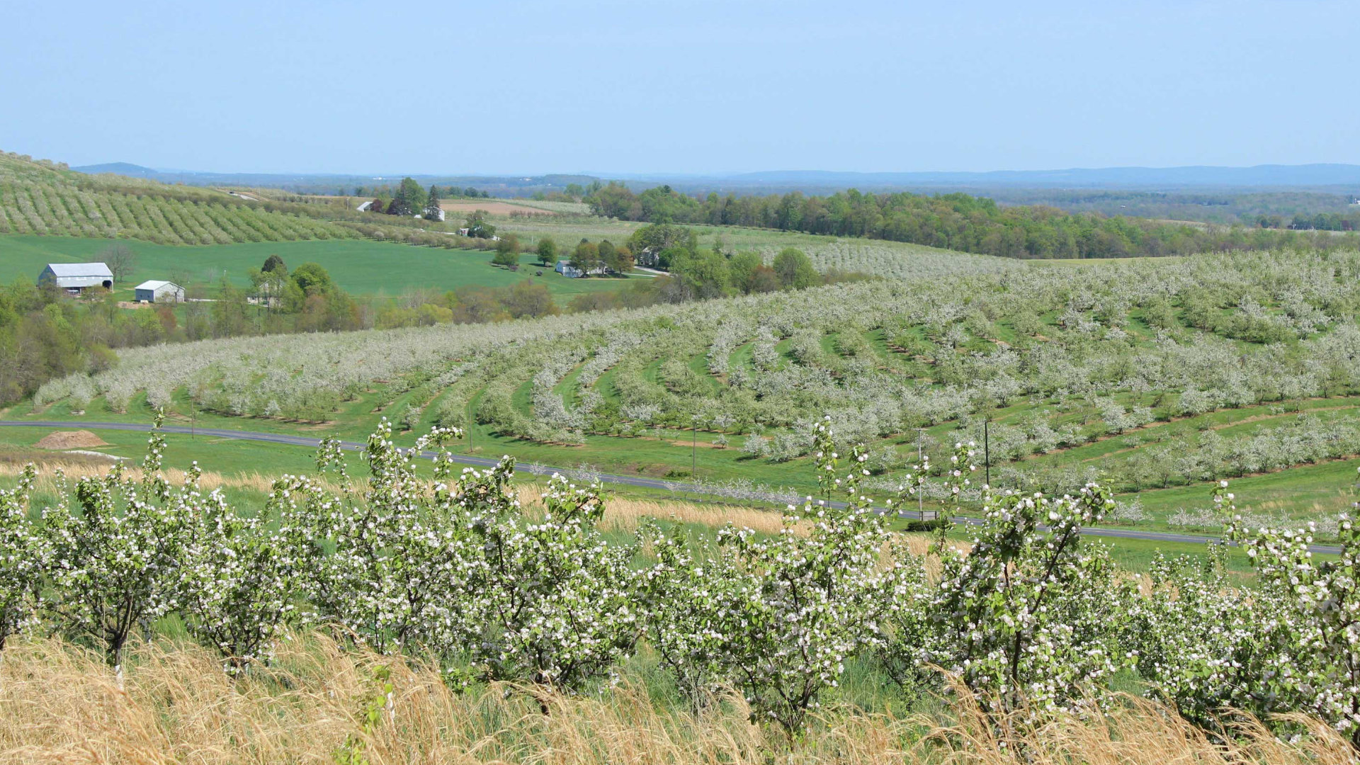 Discover blooming beauty along the Adams County Blossom Belt ...